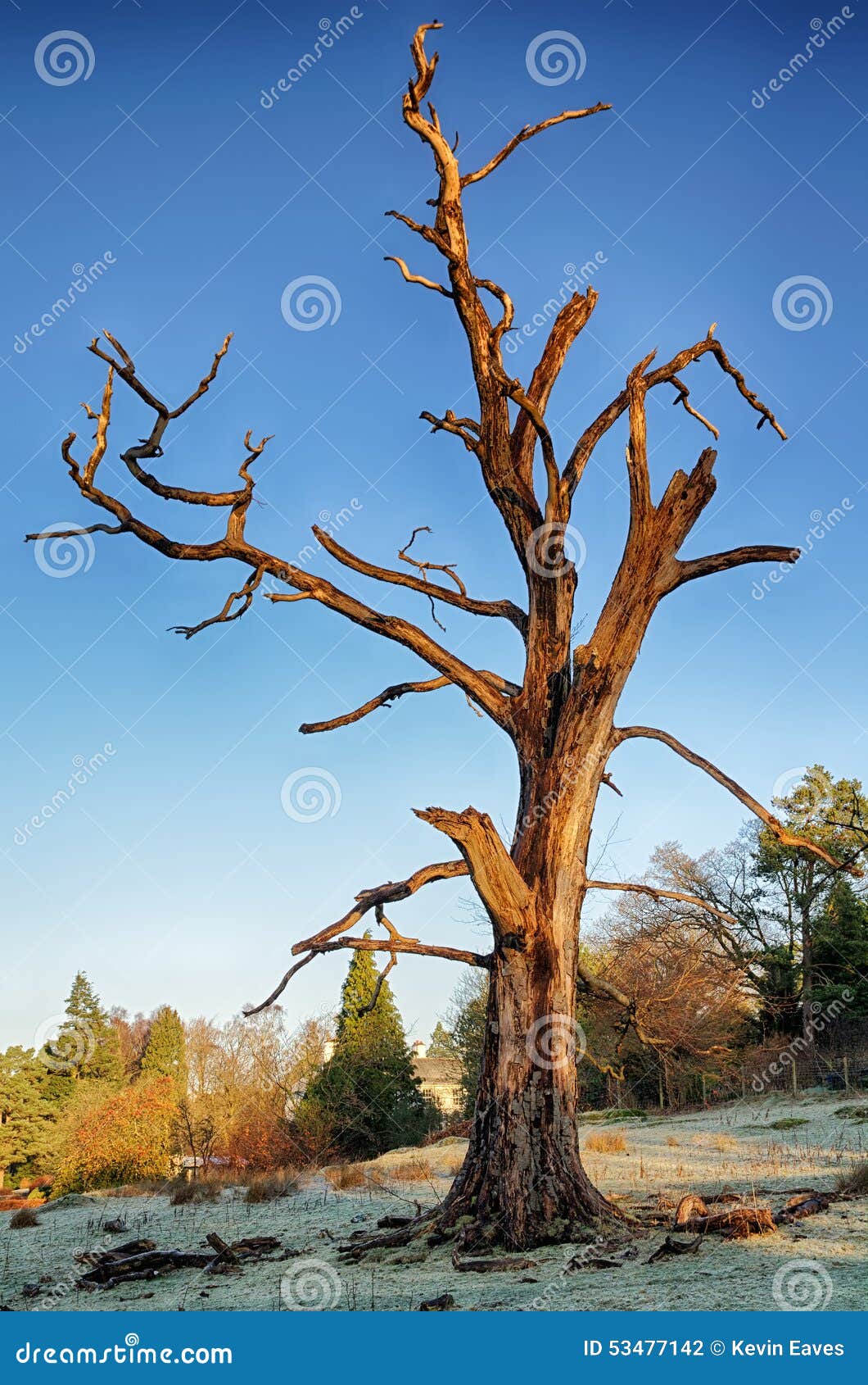Dead Tree on a Frosty Morning Stock Photo - Image of trunk, tree: 53477142