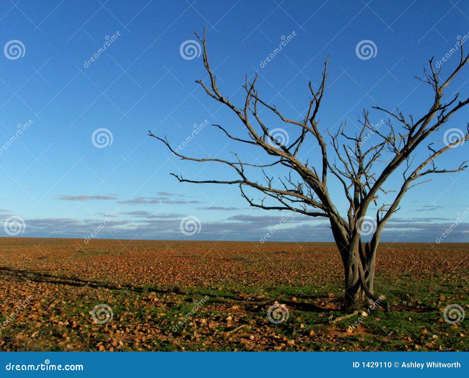 Dead Tree on Gibber Plain stock photo. Image of tough - 1429110