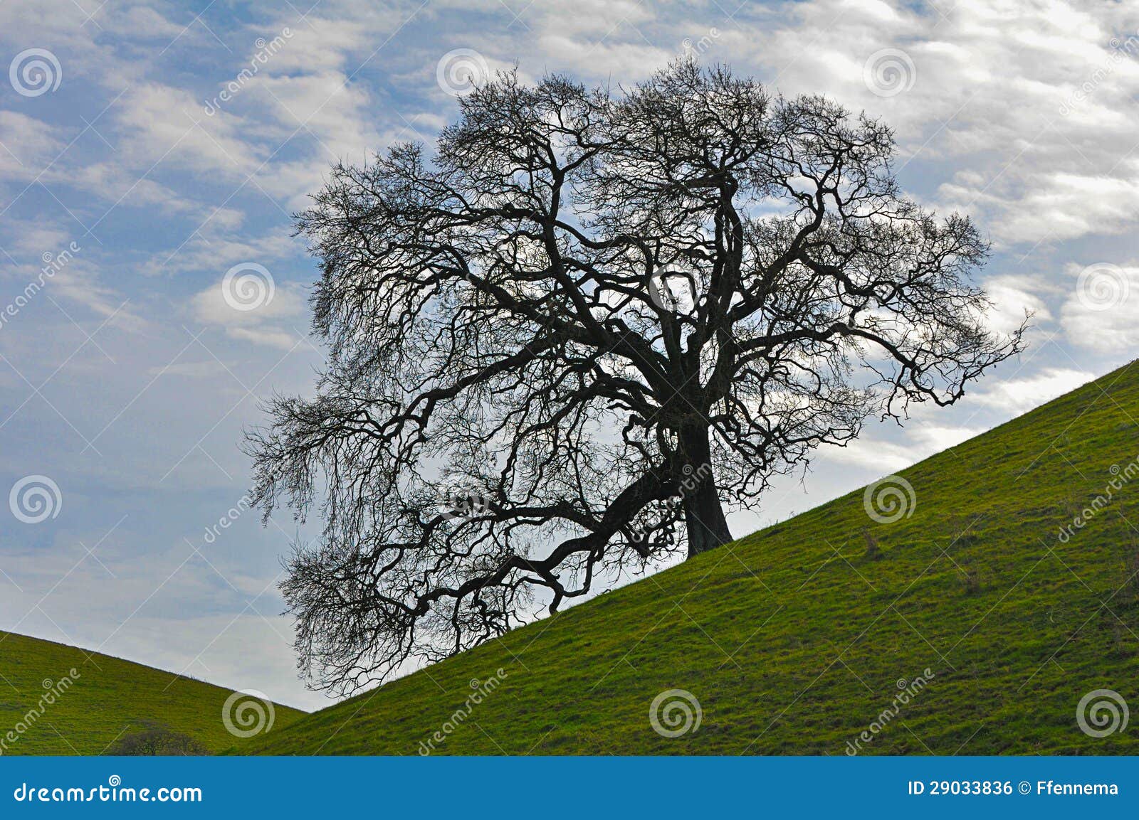 Dead Tree in a Grass Field with Sky Stock Photo - Image of branches ...