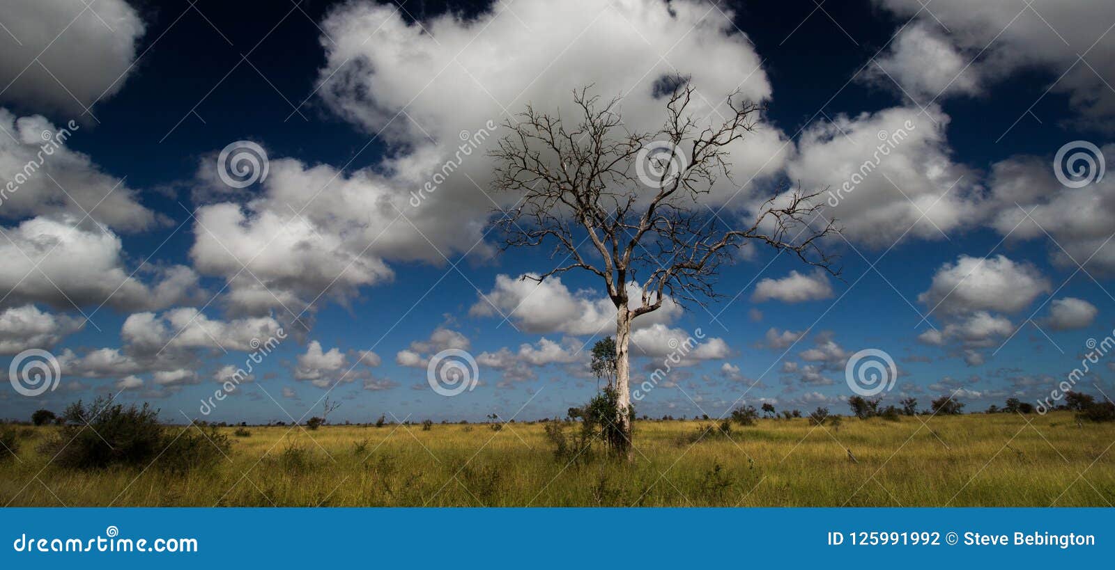 Dead Tree in the Grasslands Stock Photo - Image of savannah, marula ...