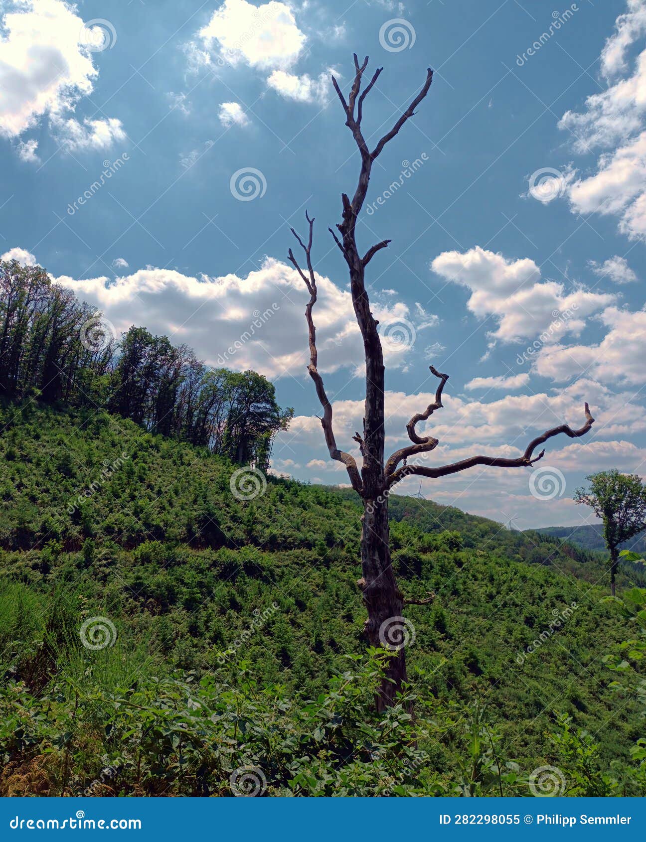 Dead Tree in Front of a Blue Sky with with Clouds, Symbol for Pollution ...