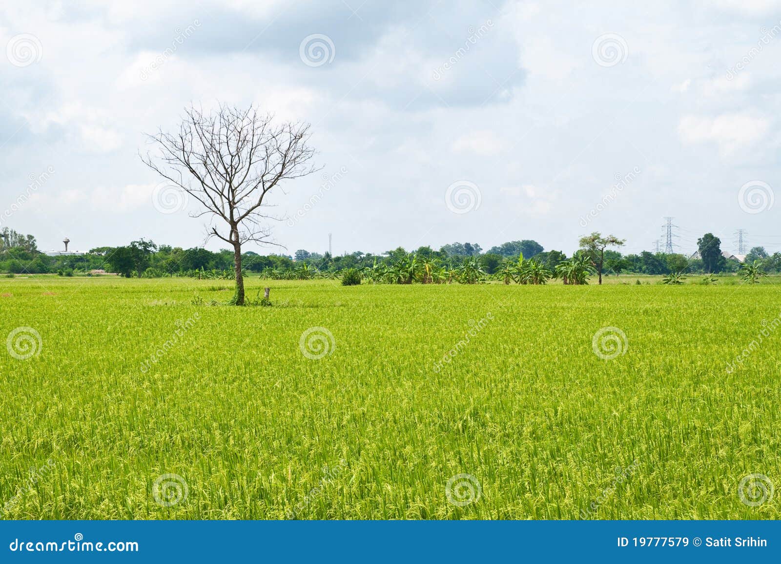 Dead Tree Among Green Rice Paddy Field Stock Image - Image of nature ...