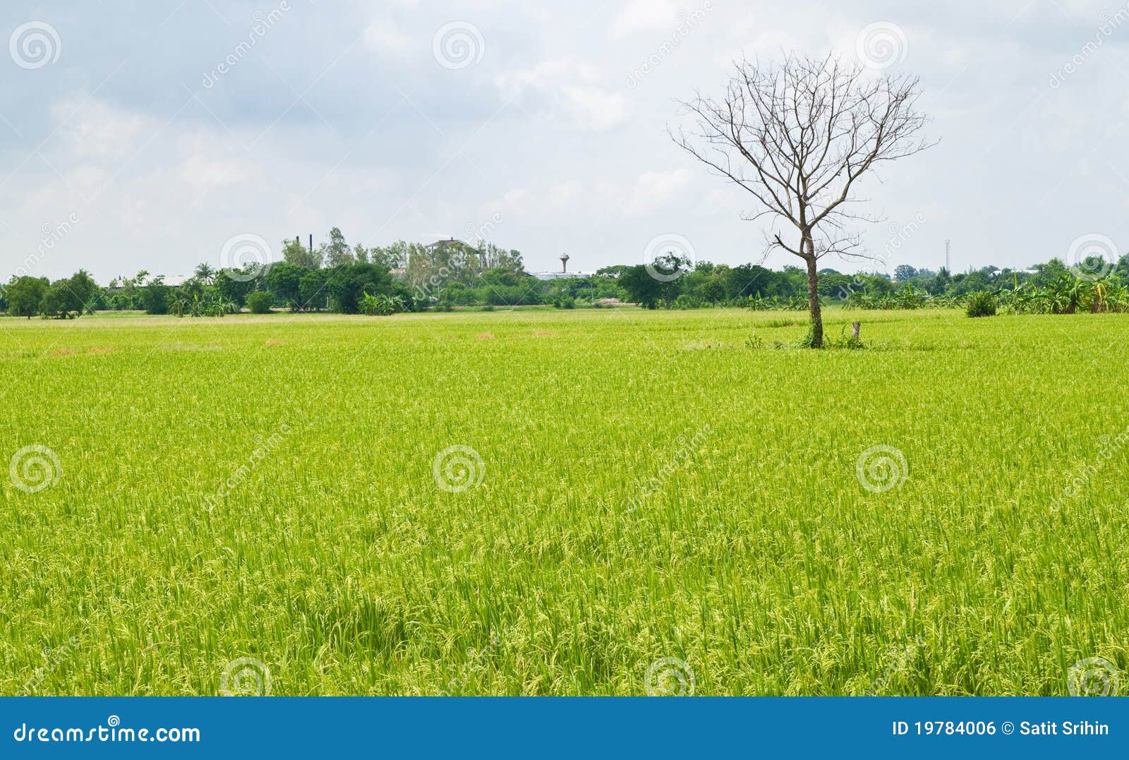 Dead Tree Among Green Rice Paddy Field Stock Photo - Image of field ...