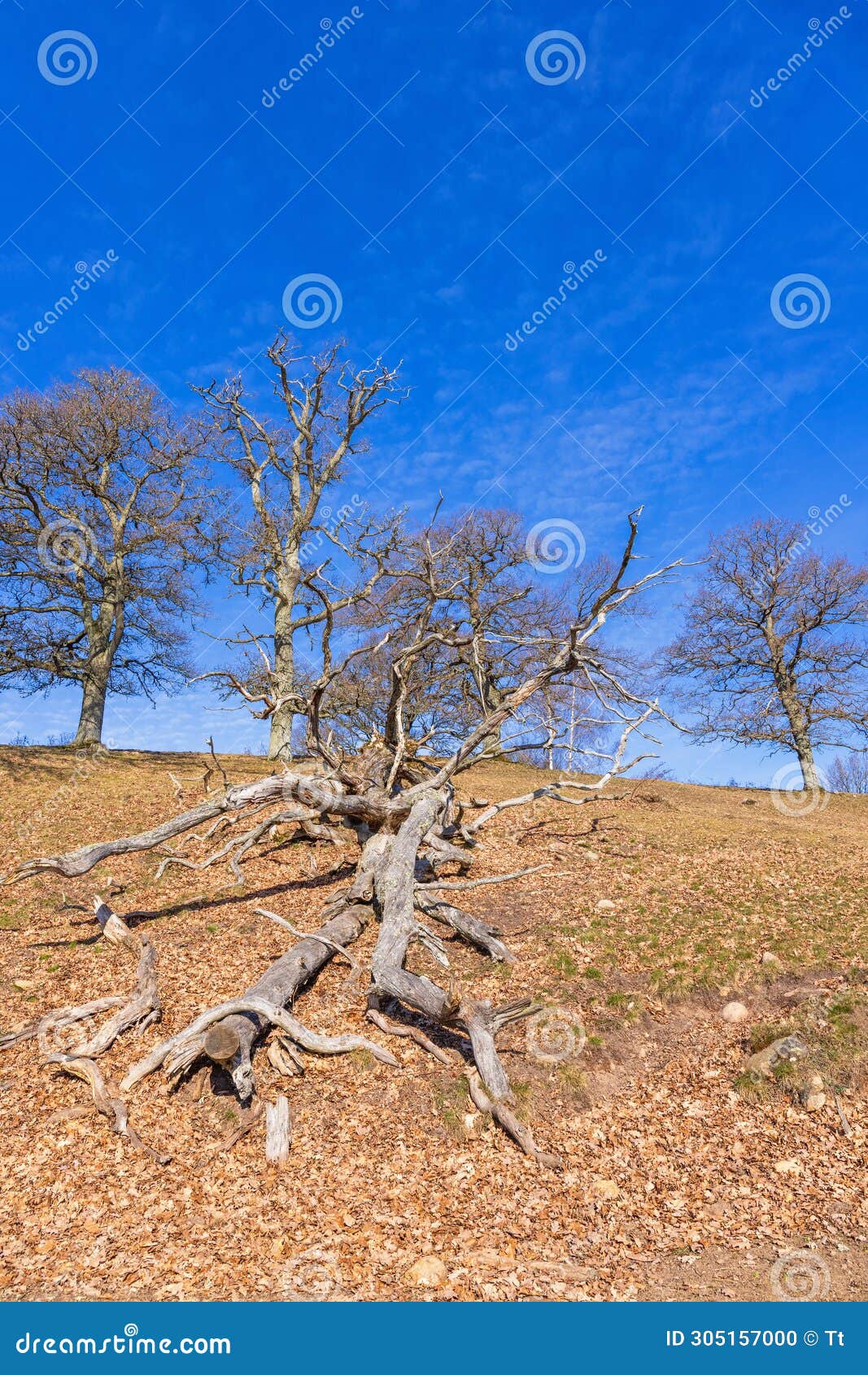 Dead Tree on the Ground by a Hill with Oak Trees Stock Photo - Image of ...