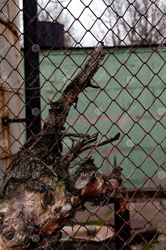 A Dead Tree Has Grown into a Rusty Metal Mesh Stock Image - Image of ...