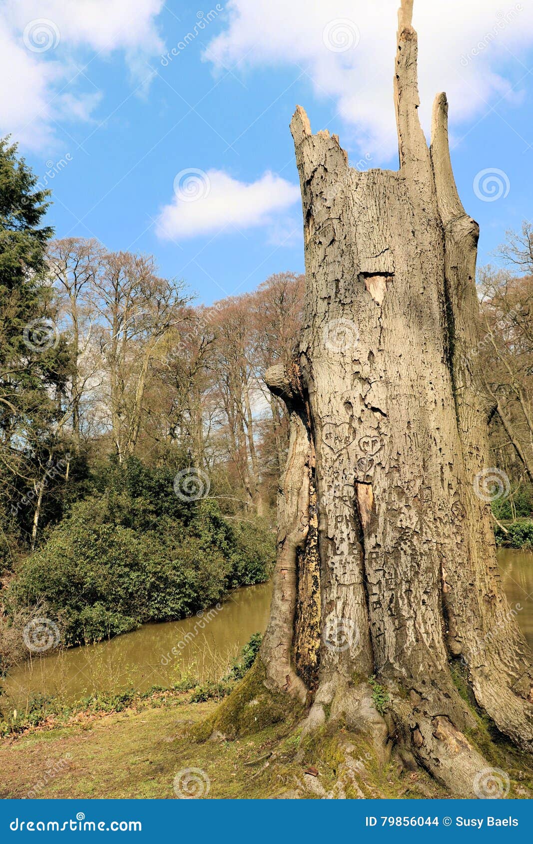 Dead Tree with Hearts Carved in a Park Stock Photo - Image of europe ...