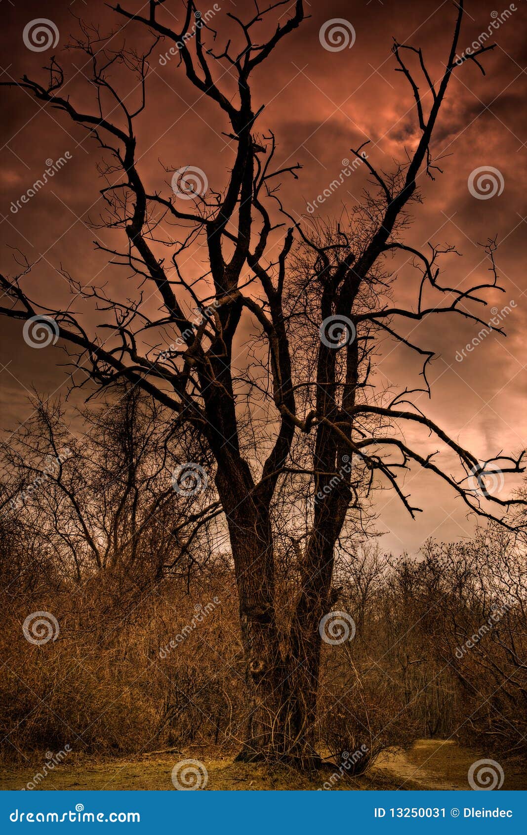 A Dead Tree in Hell stock image. Image of thunder, hell - 13250031