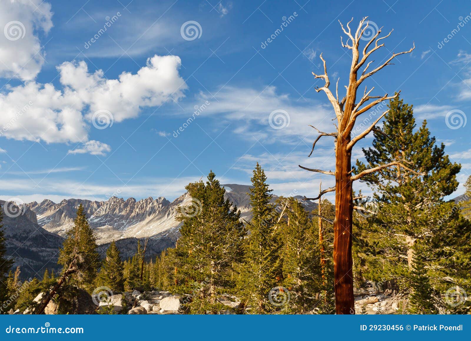 Dead Tree in High Sierra stock photo. Image of scenery - 29230456