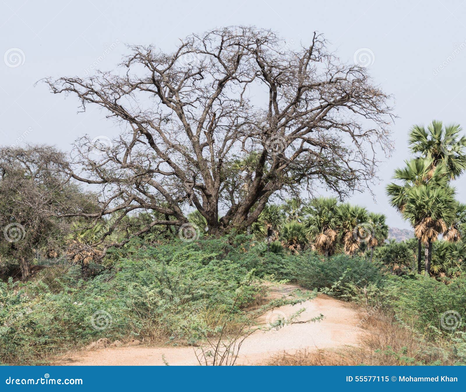 Dead tree stock image. Image of huge, tree, dead, outdoor - 55577115