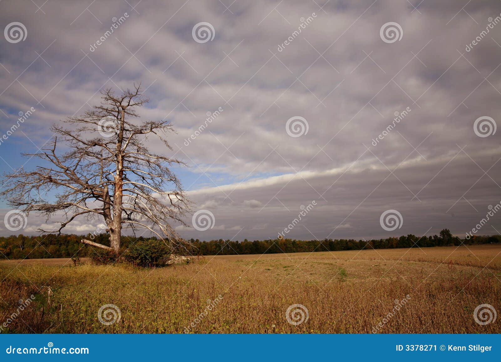 Dead Tree Indiana Farm Field Stock Image - Image of landscape, stark ...