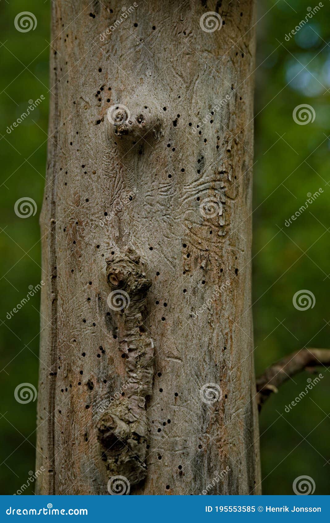 Dead Tree Infested with Beetles and Worms Stock Image - Image of tree ...