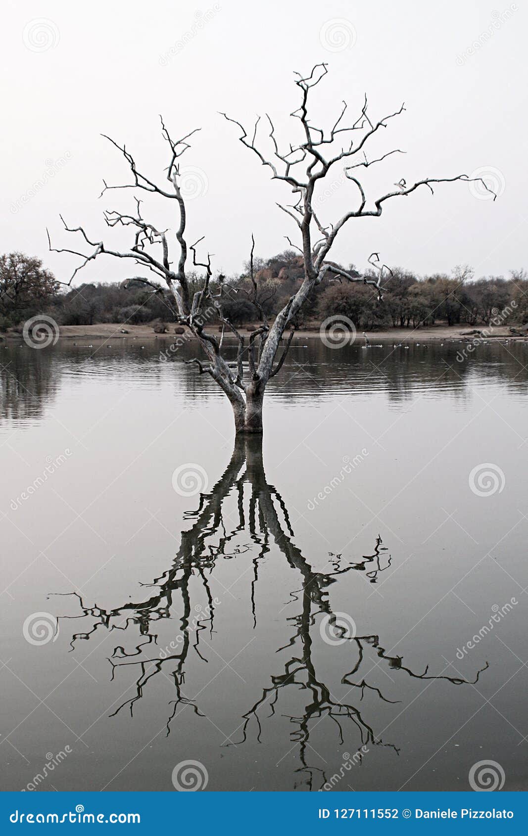Dead tree inside the water stock photo. Image of south - 127111552