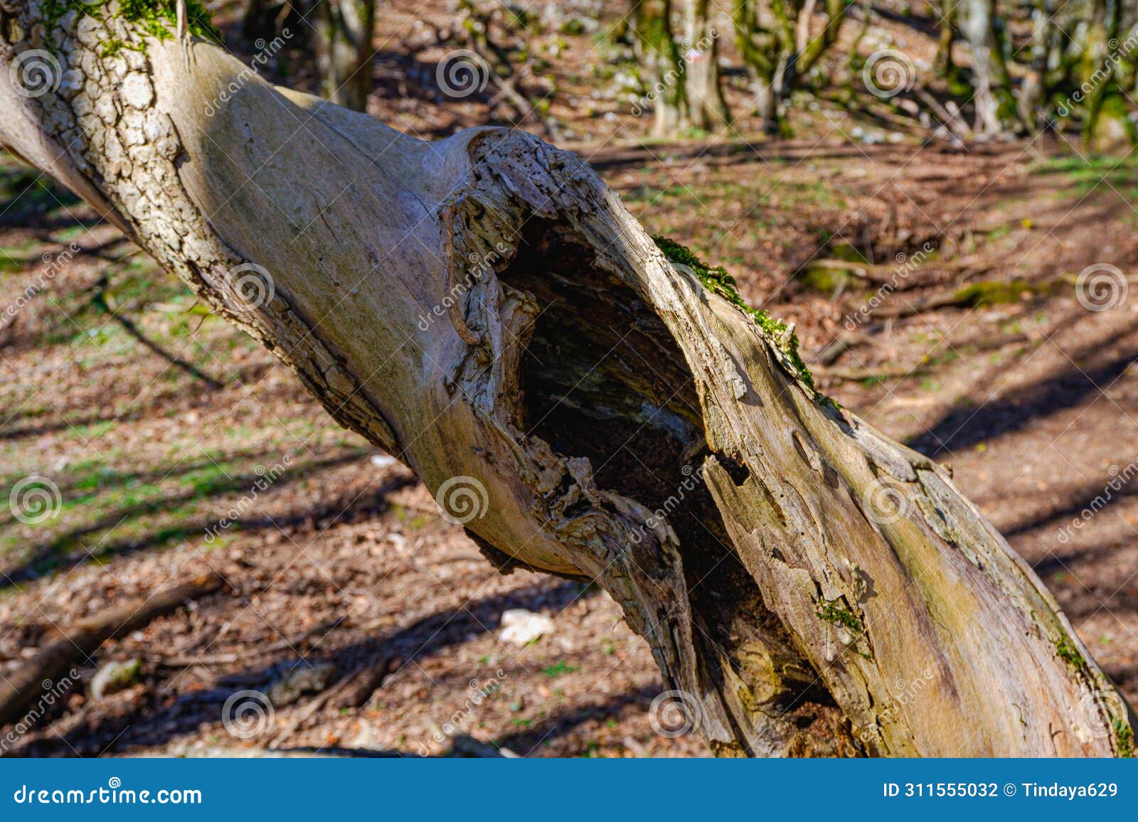 Hollow tree stock photo. Image of ground, nature, people - 311555032