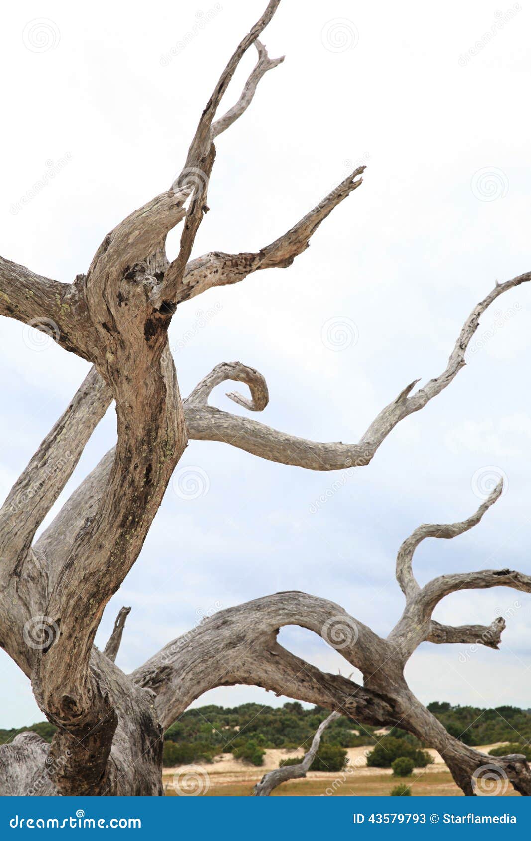 Dead Tree stock image. Image of damage, tropical, branch - 43579793