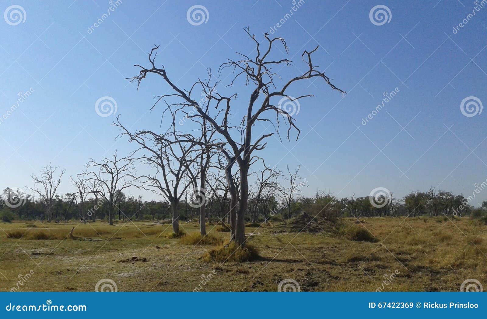 Dead Tree island stock image. Image of ancient, moremi - 67422369