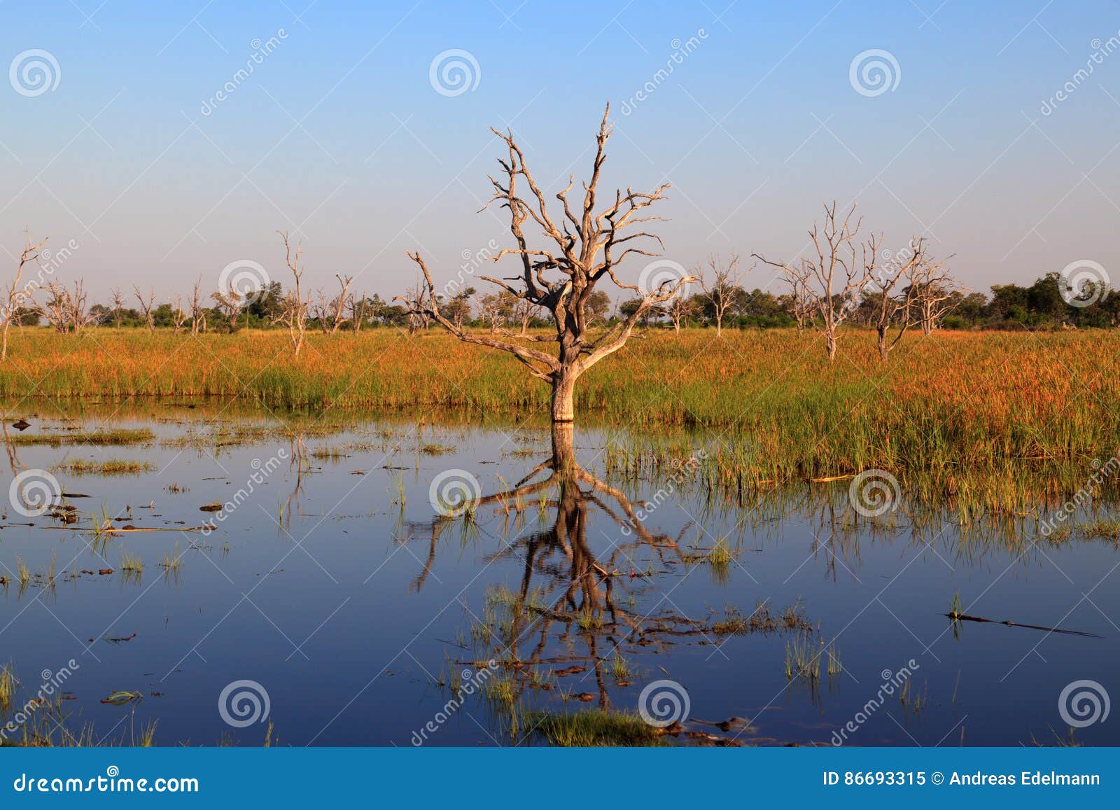 Dead tree island stock image. Image of lake, dead, iceland - 86693315