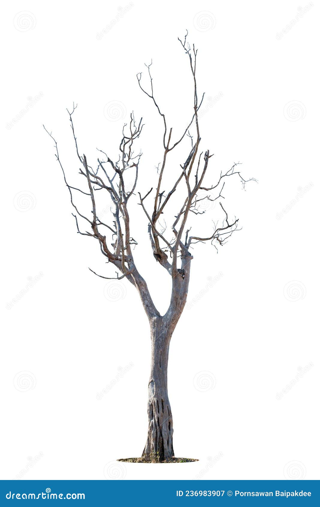 Dead tree isolated stock image. Image of leafless, dead - 236983907