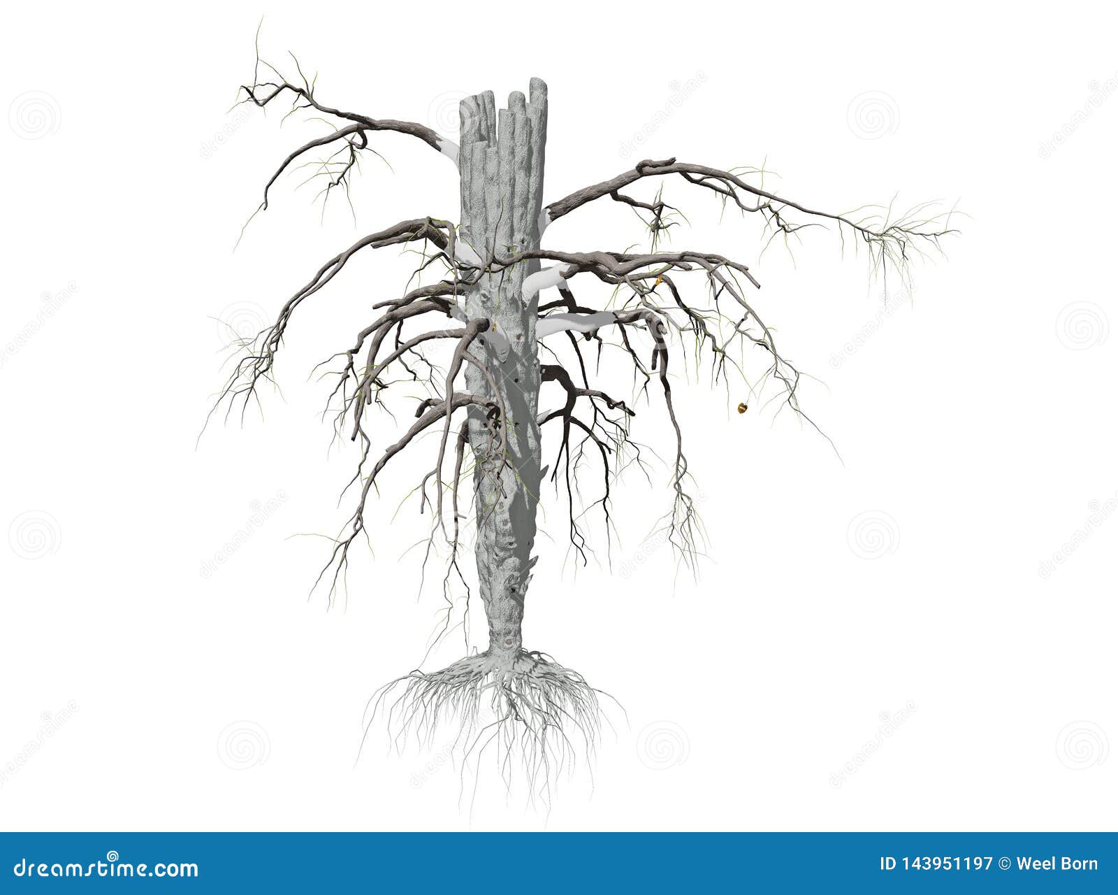 Dead Tree Isolated Over a White Background Stock Illustration ...