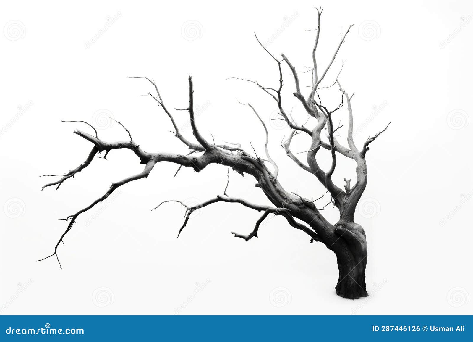 Dead Tree Isolated on a Transparent Background. AI Stock Illustration ...