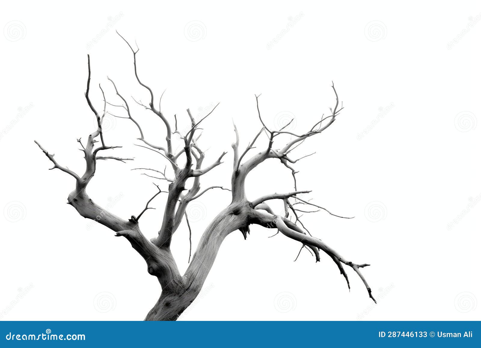 Dead Tree Isolated on a Transparent Background. AI Stock Illustration ...