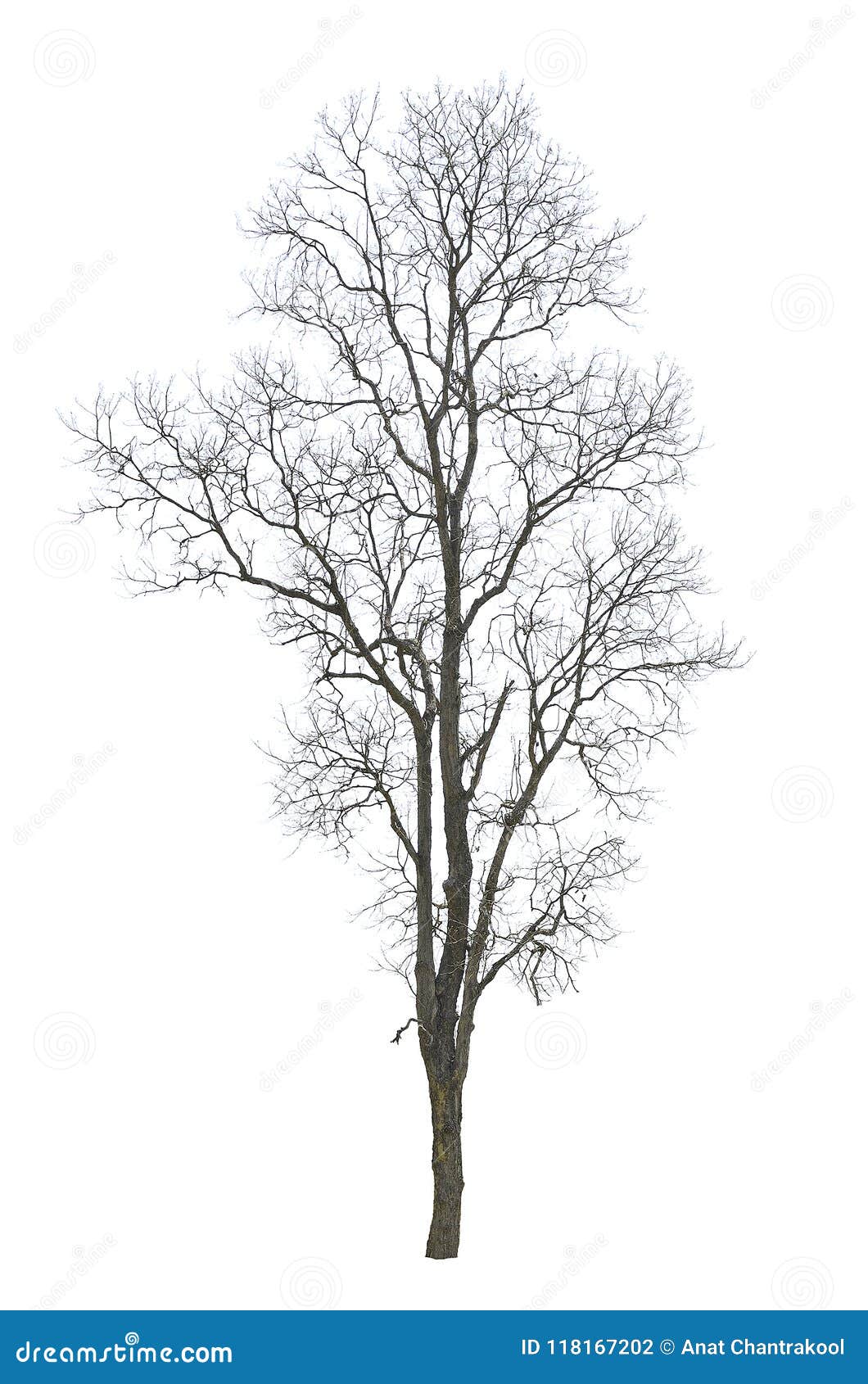 Dead Tree Isolated on White Background Stock Photo - Image of concept ...