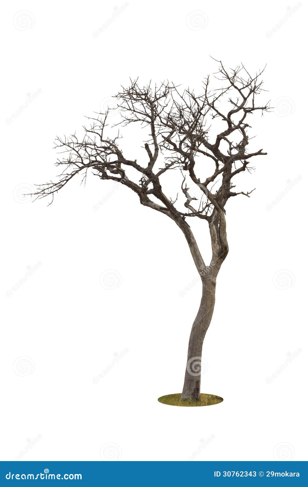 Dead Tree Isolated White Background Stock Image - Image of fall, white ...