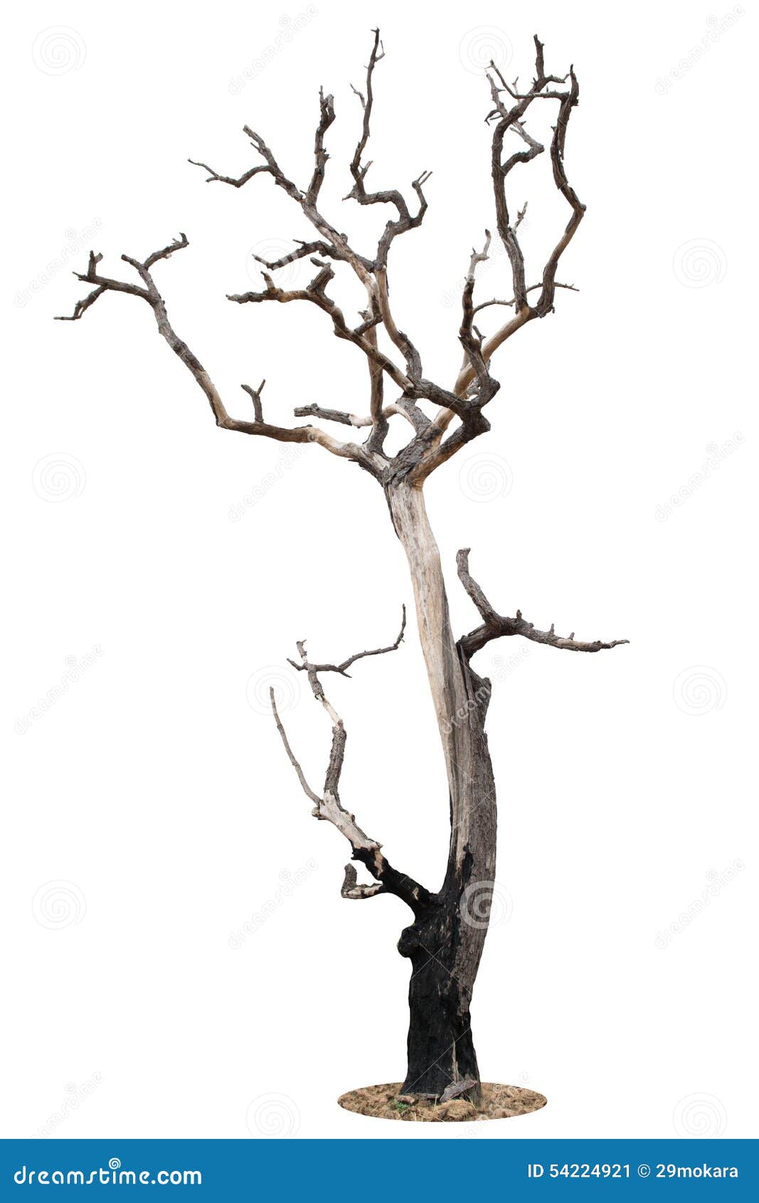 Dead Tree Isolated on White Stock Image - Image of root, background ...