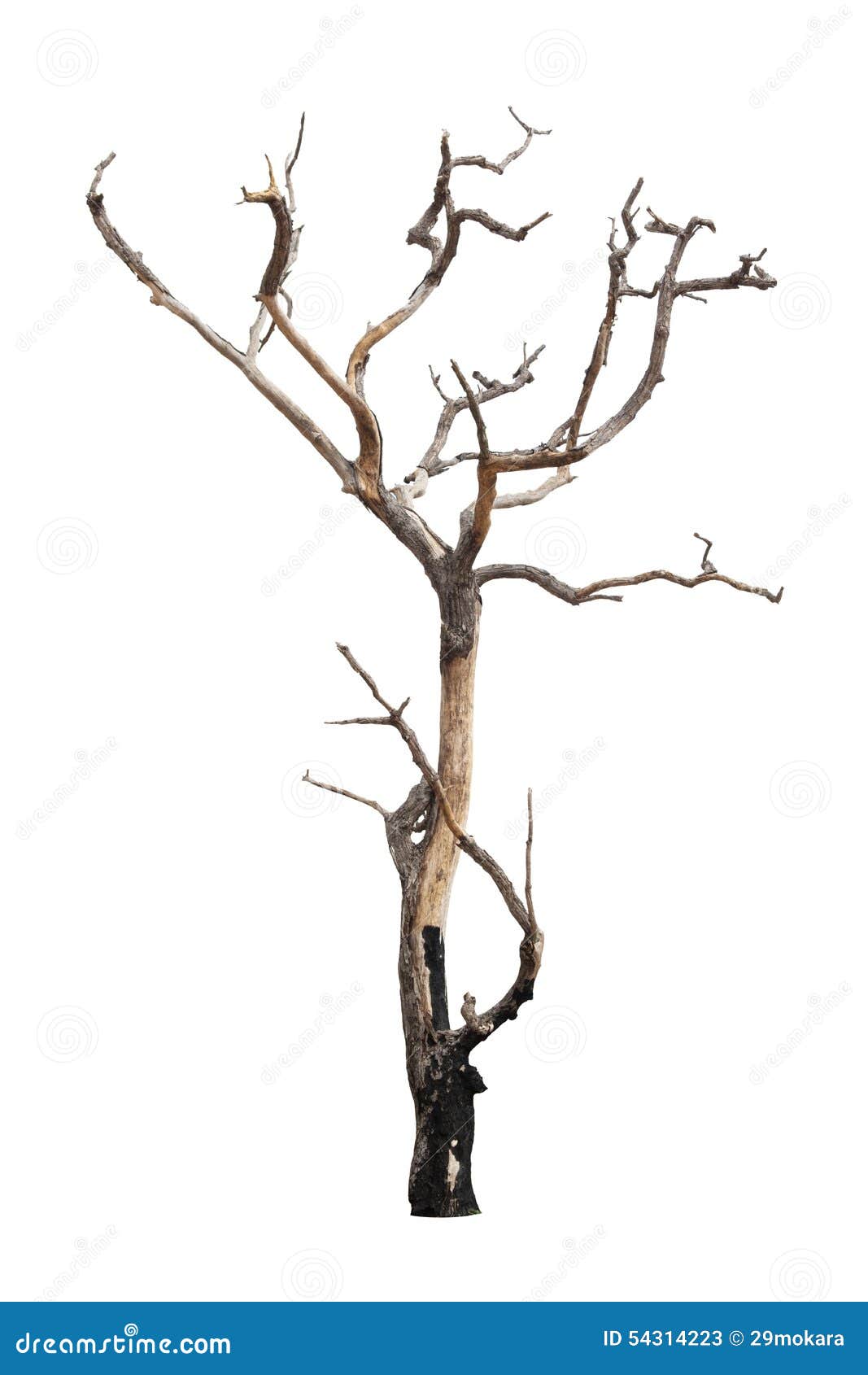 Dead Tree Isolated on White Stock Image - Image of bark, branch: 54314223