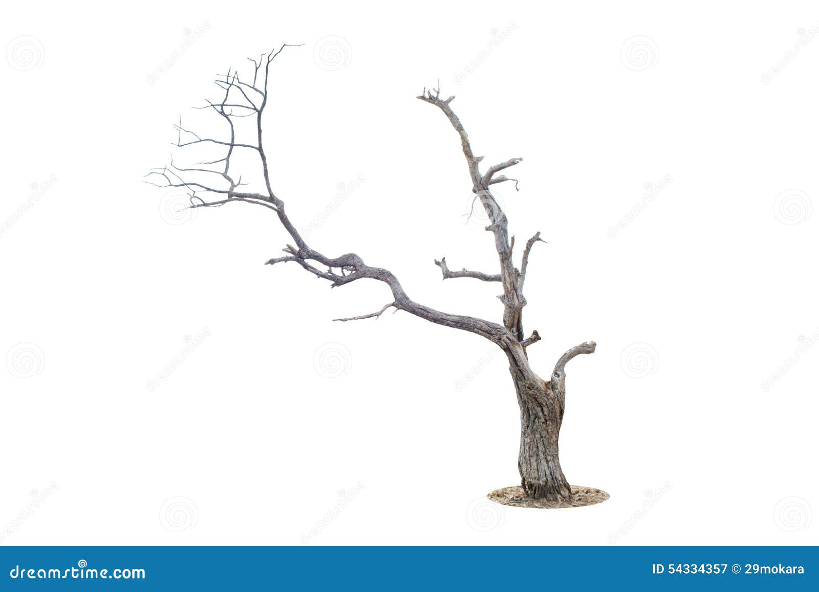 Dead Tree Isolated on White Stock Image - Image of wood, natural: 54334357