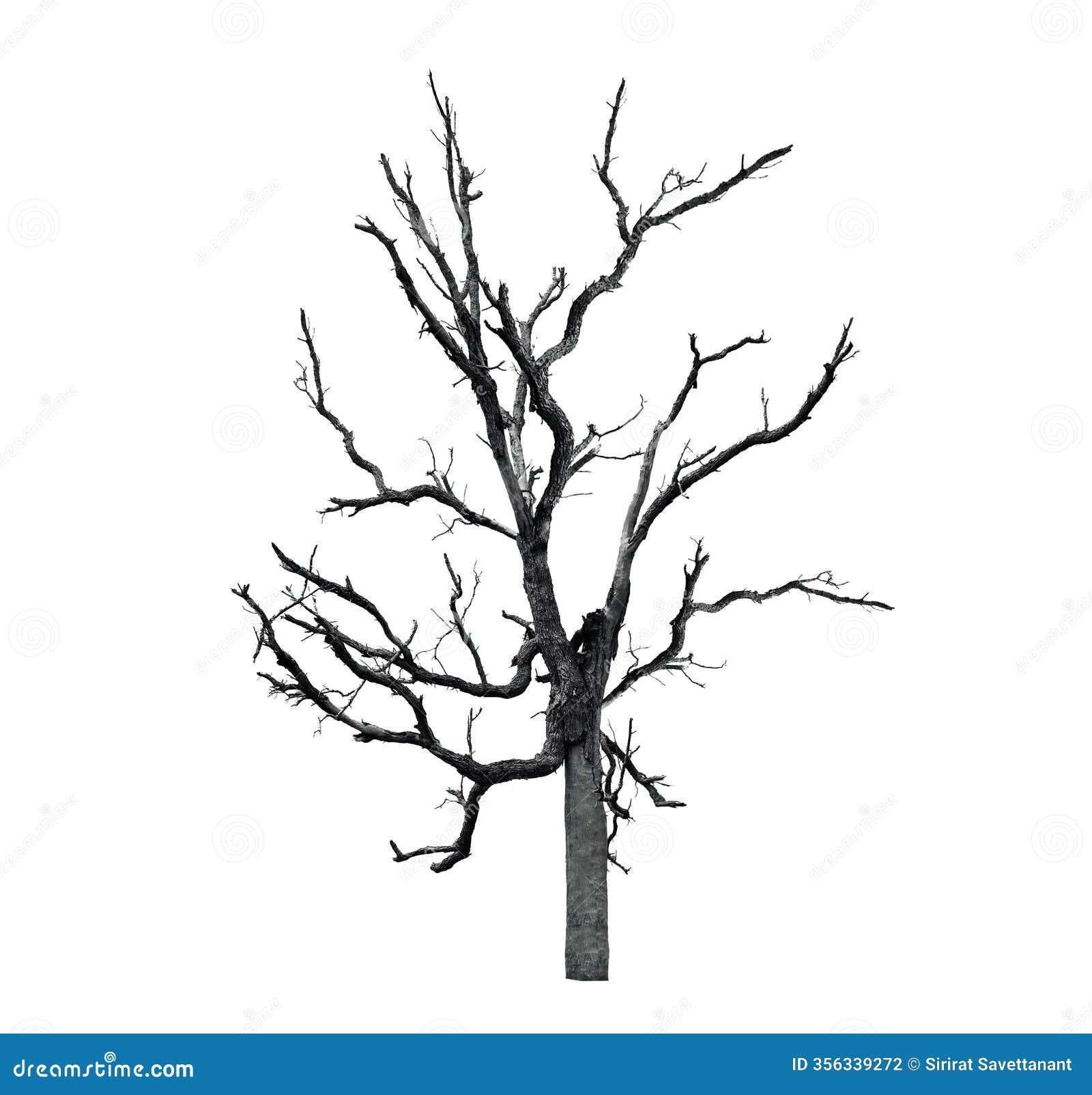 Dead Tree Isolated on a White Background, Clipping Path White ...