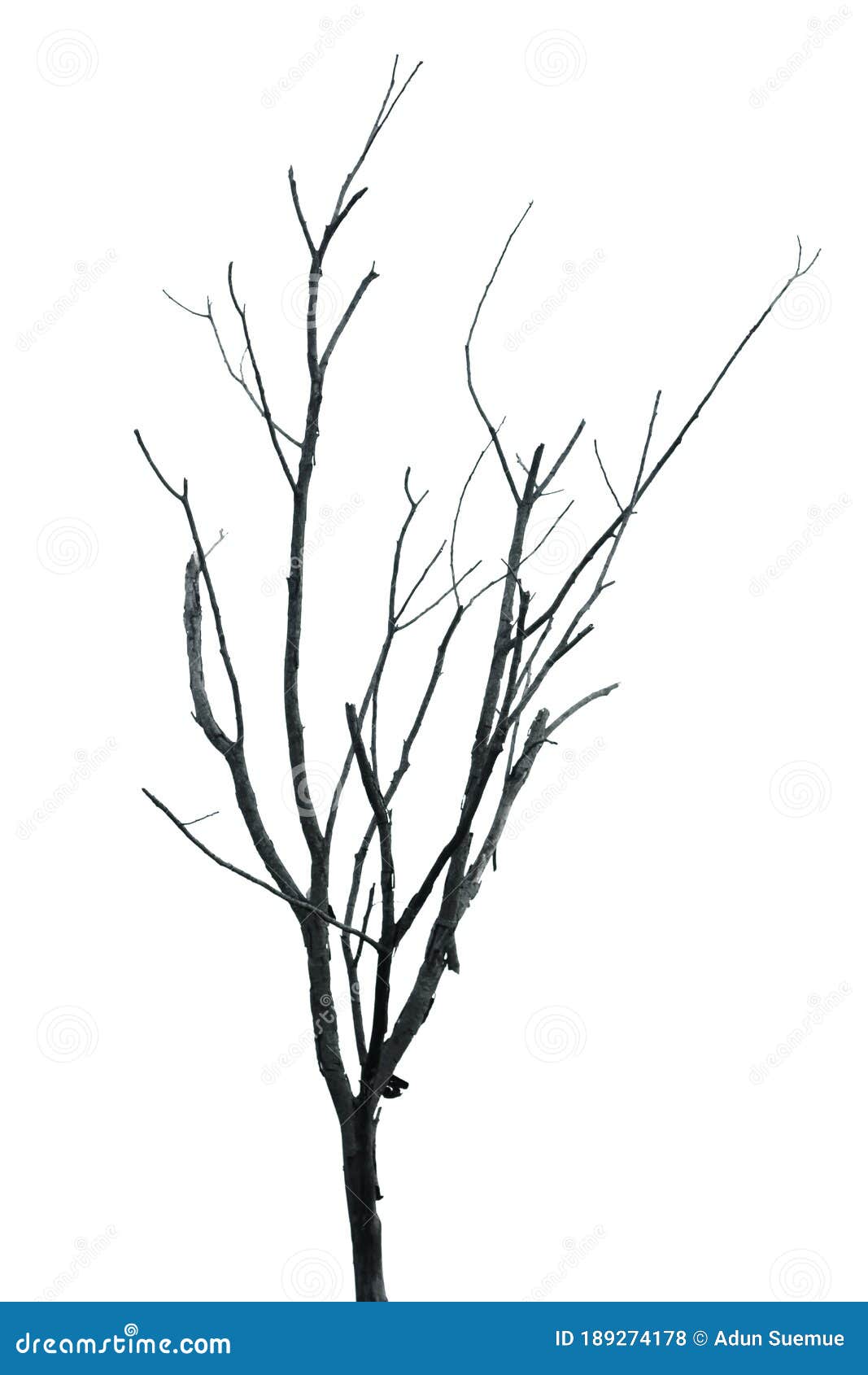 Dead Tree Isolated on White Background with Clipping Path Stock Photo ...