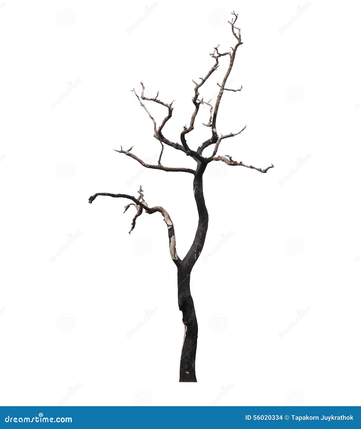Dead Tree Isolated on White Background Stock Illustration ...