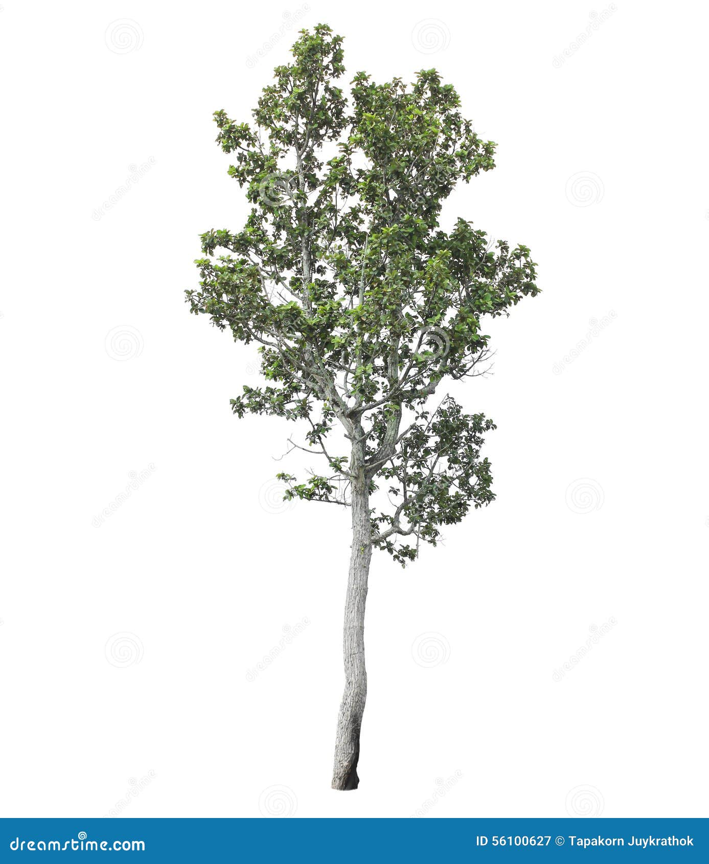 Dead Tree Isolated on White Background Stock Illustration ...