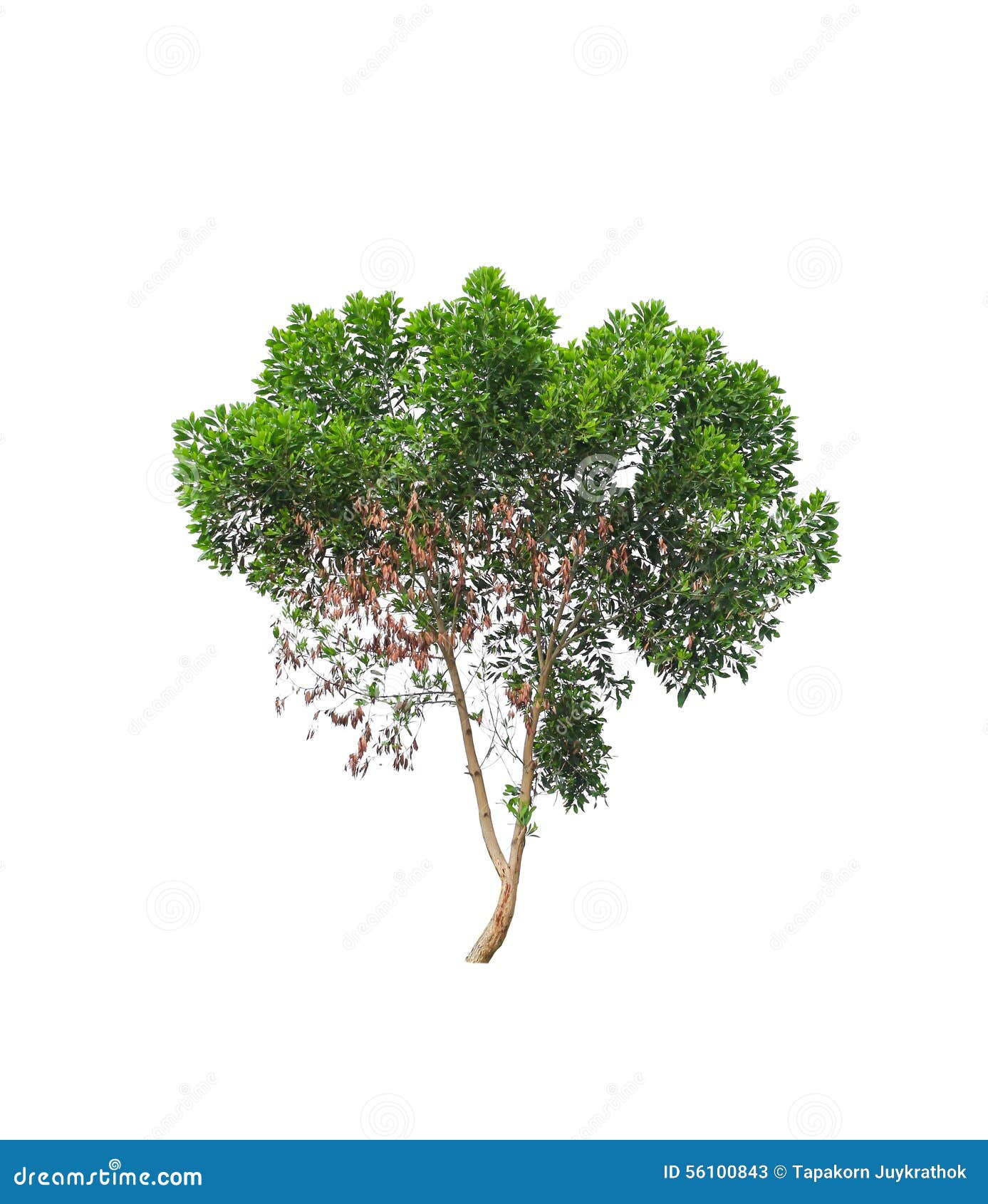 Dead Tree Isolated on White Background Stock Illustration ...