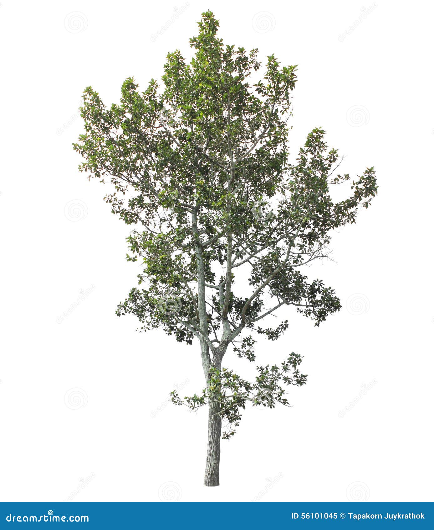 Dead Tree Isolated on White Background Stock Illustration ...