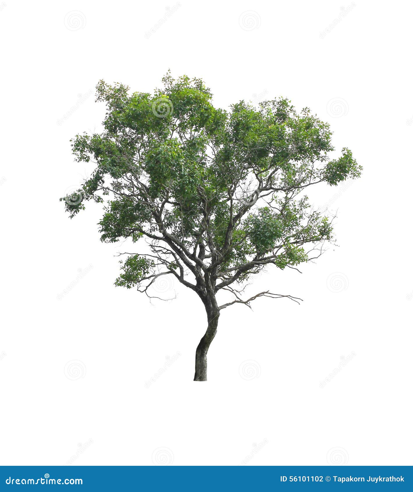 Dead Tree Isolated on White Background Stock Illustration ...