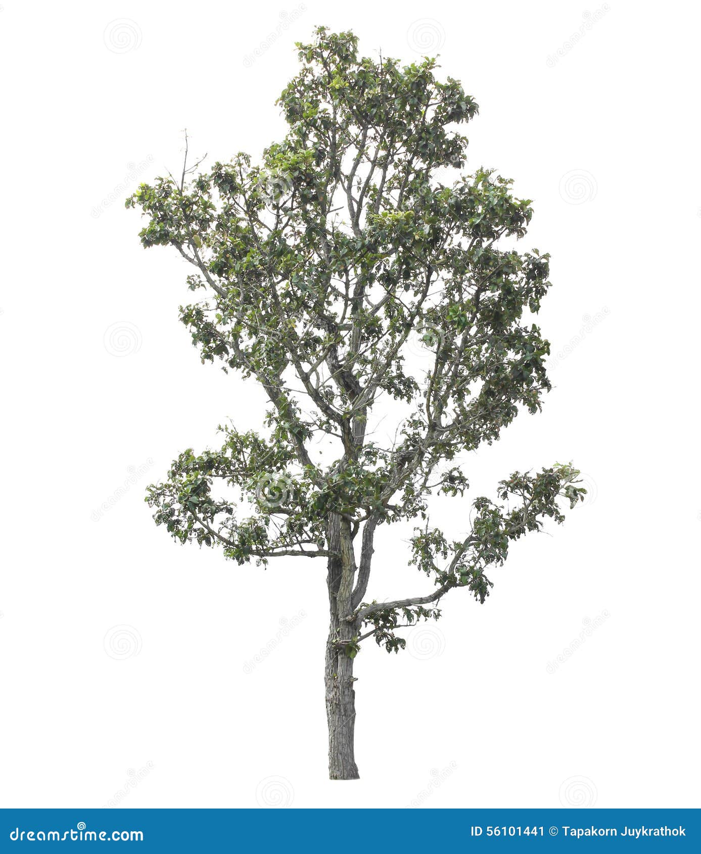 Dead Tree Isolated on White Background Stock Illustration ...