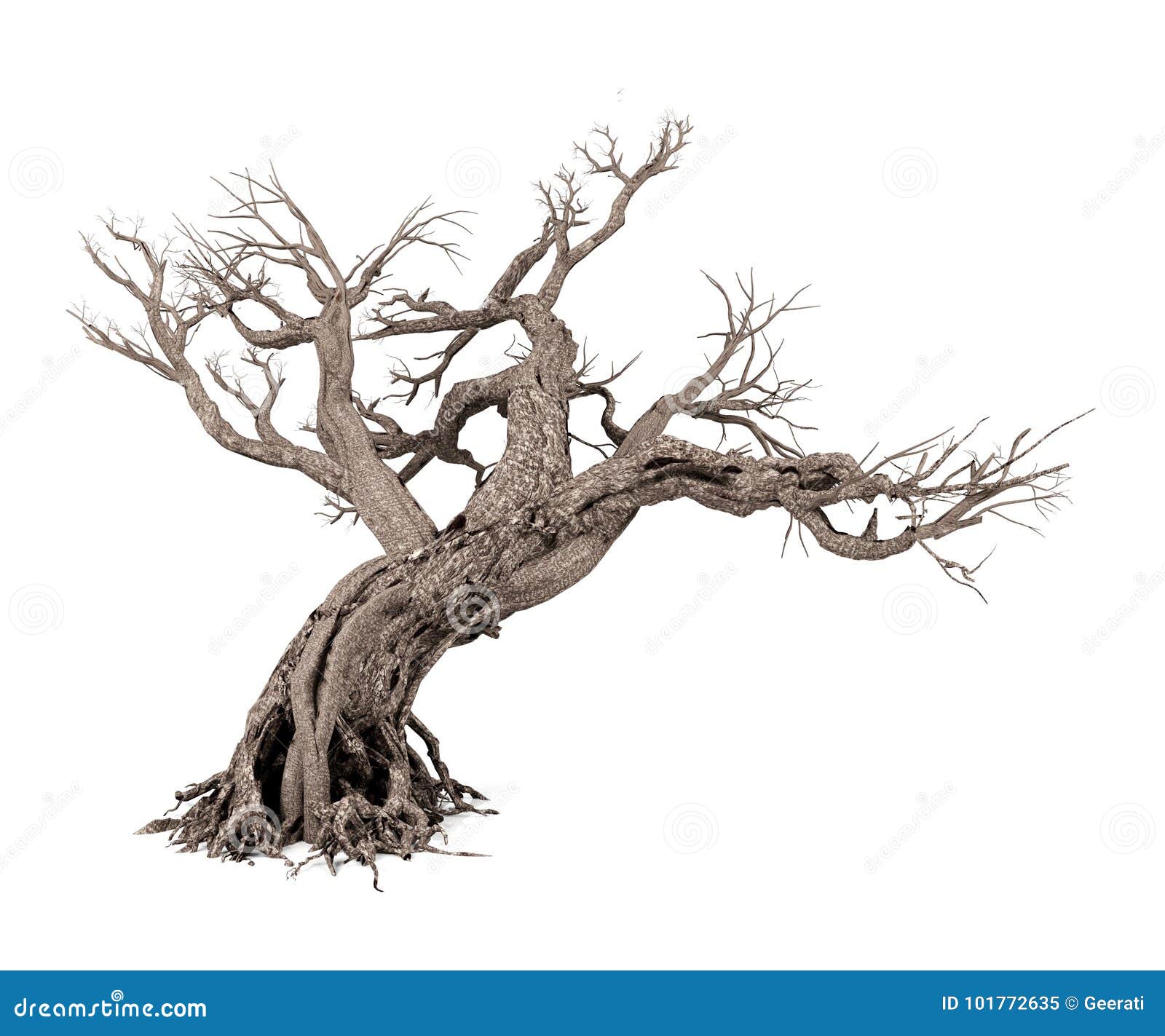 Dead Tree Isolated on White Background Stock Image - Image of branches ...