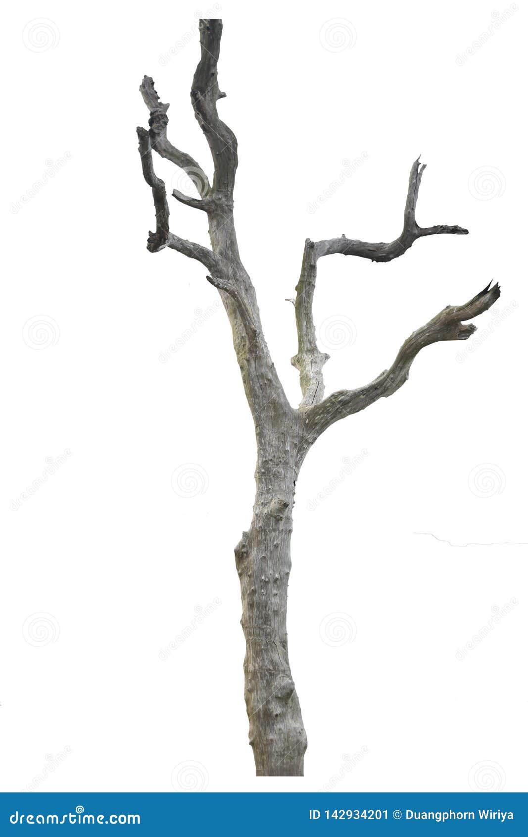 Dead Tree Isolated on White Background Stock Image - Image of stem ...