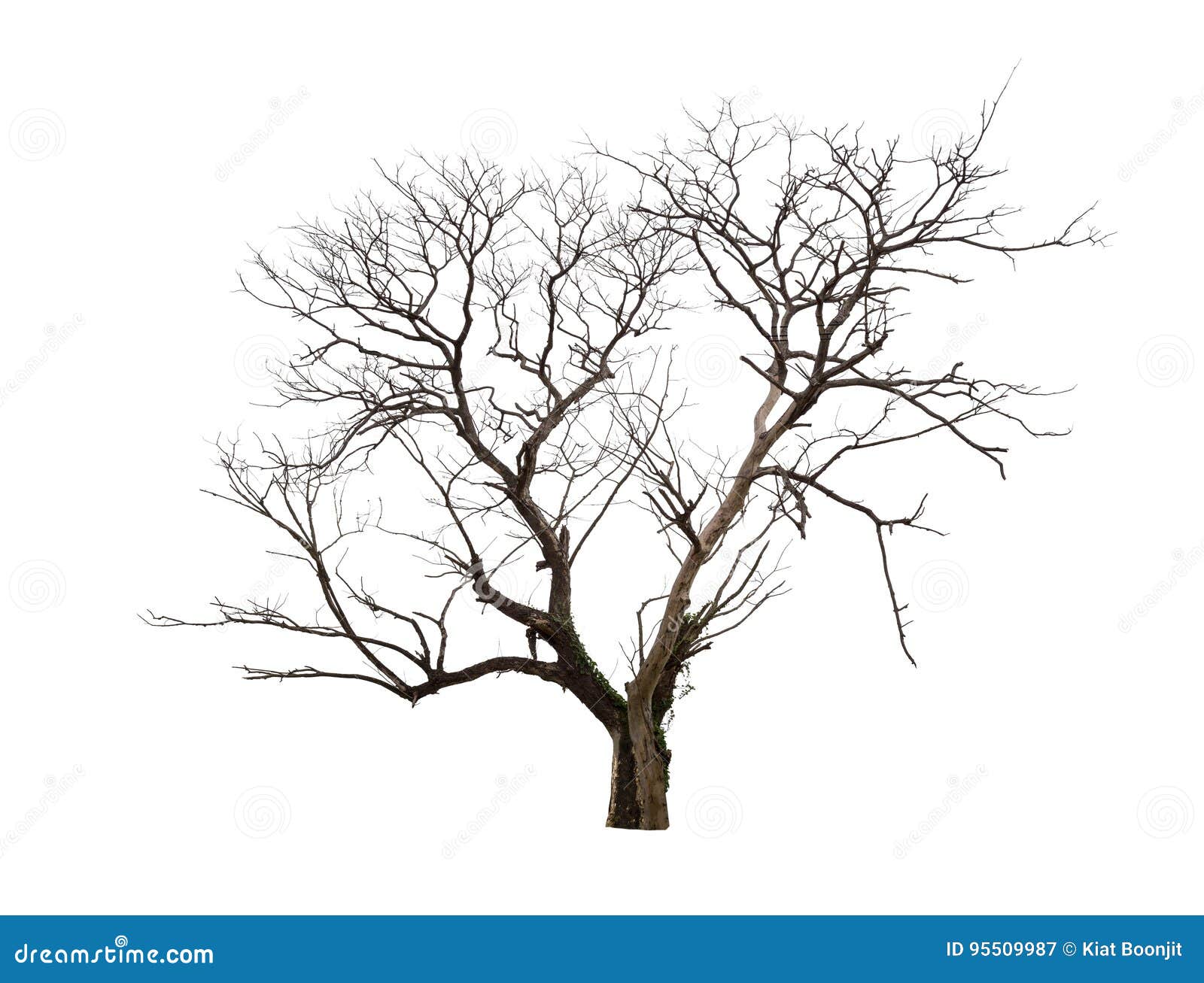 Dead Tree Isolated on White Background Stock Image - Image of stem ...
