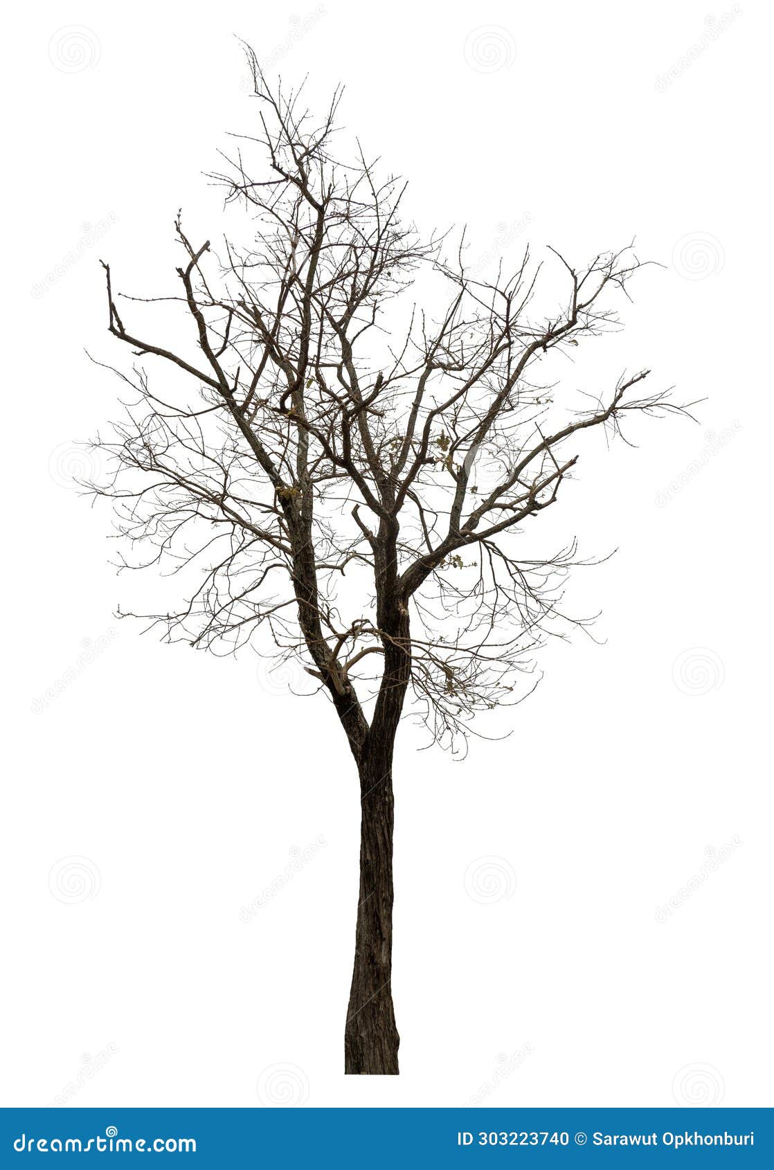 Dead Tree Isolated on White Background, Suitable for Both Print and Web ...