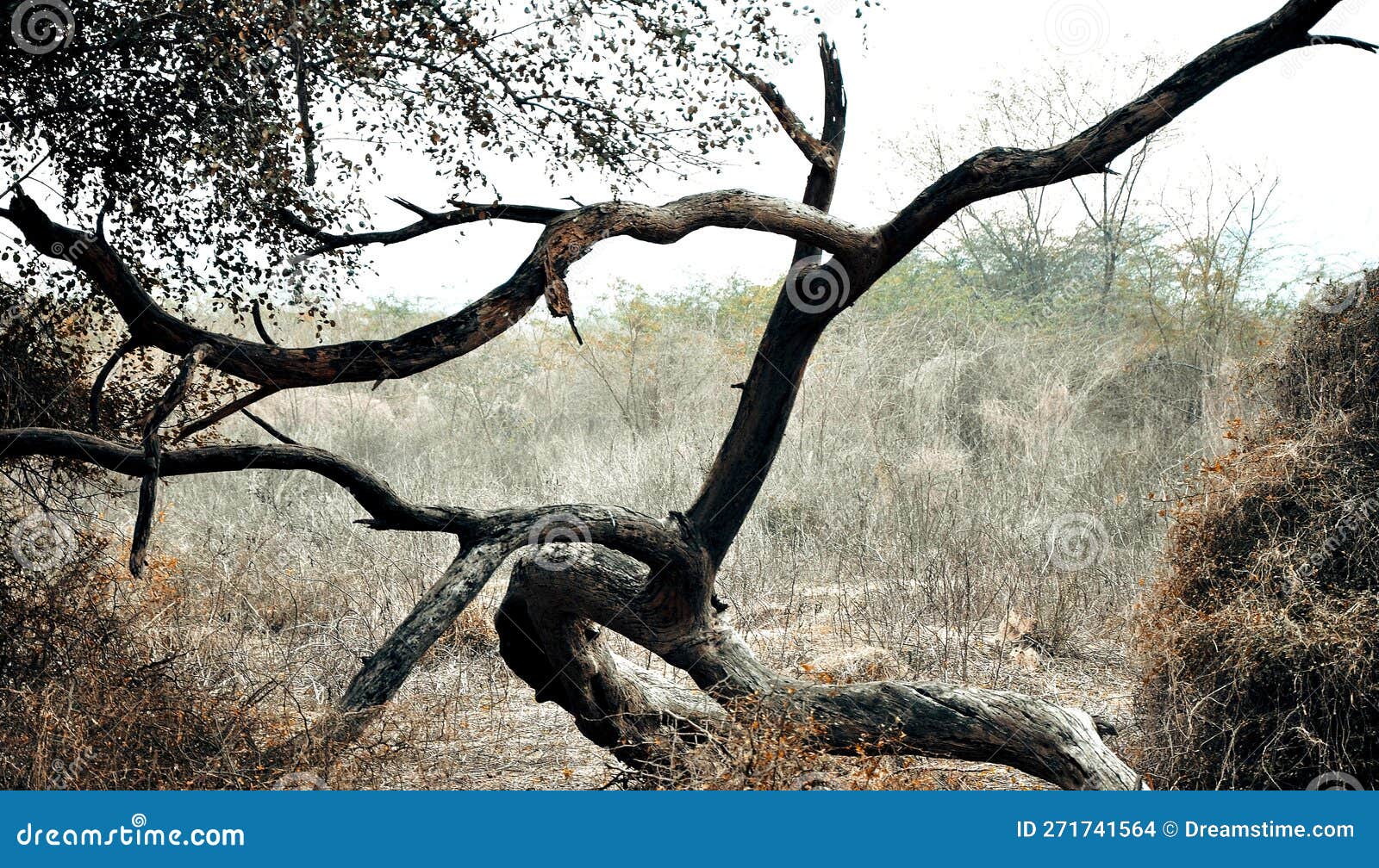 A Dead Tree in the Jungle stock photo. Image of dead - 271741564