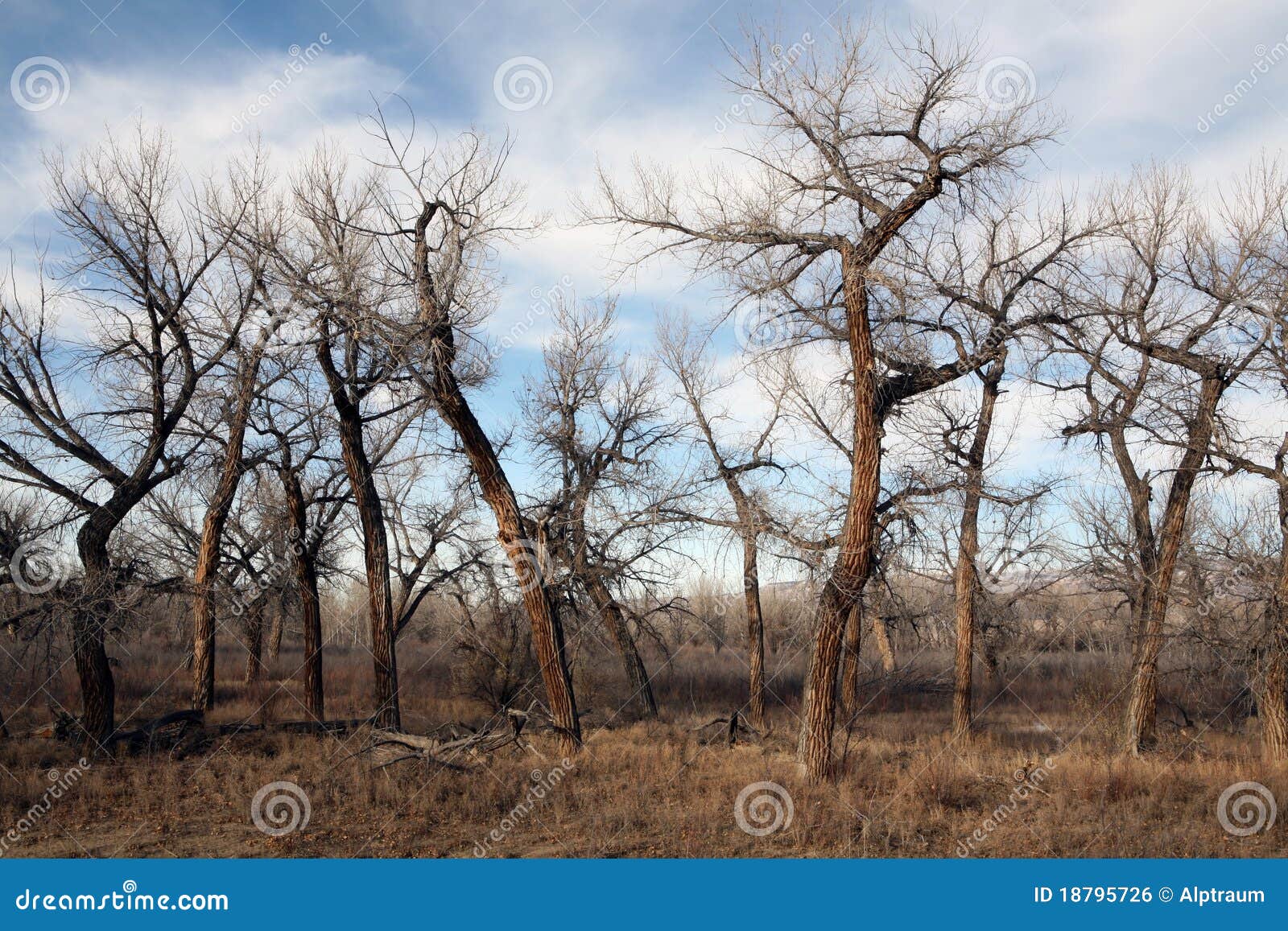 Dead tree landscape stock photo. Image of autumn, wyoming - 18795726
