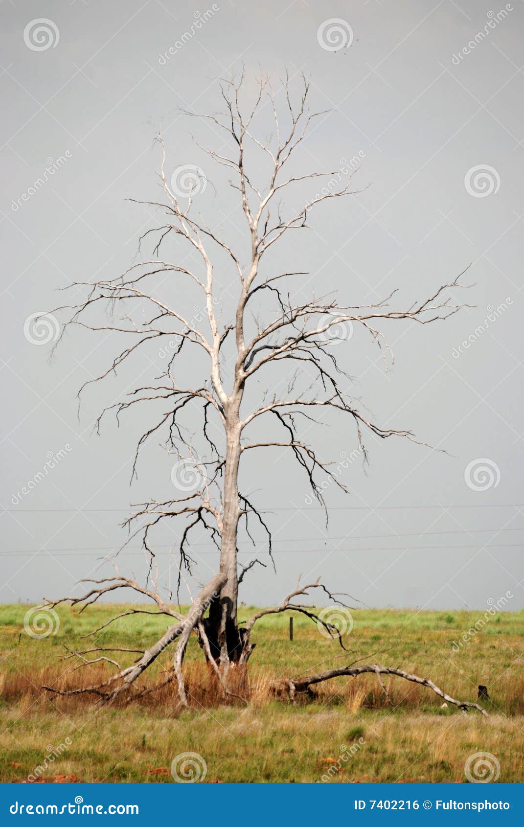 Dead Tree Landscape stock photo. Image of destroyed, dead - 7402216