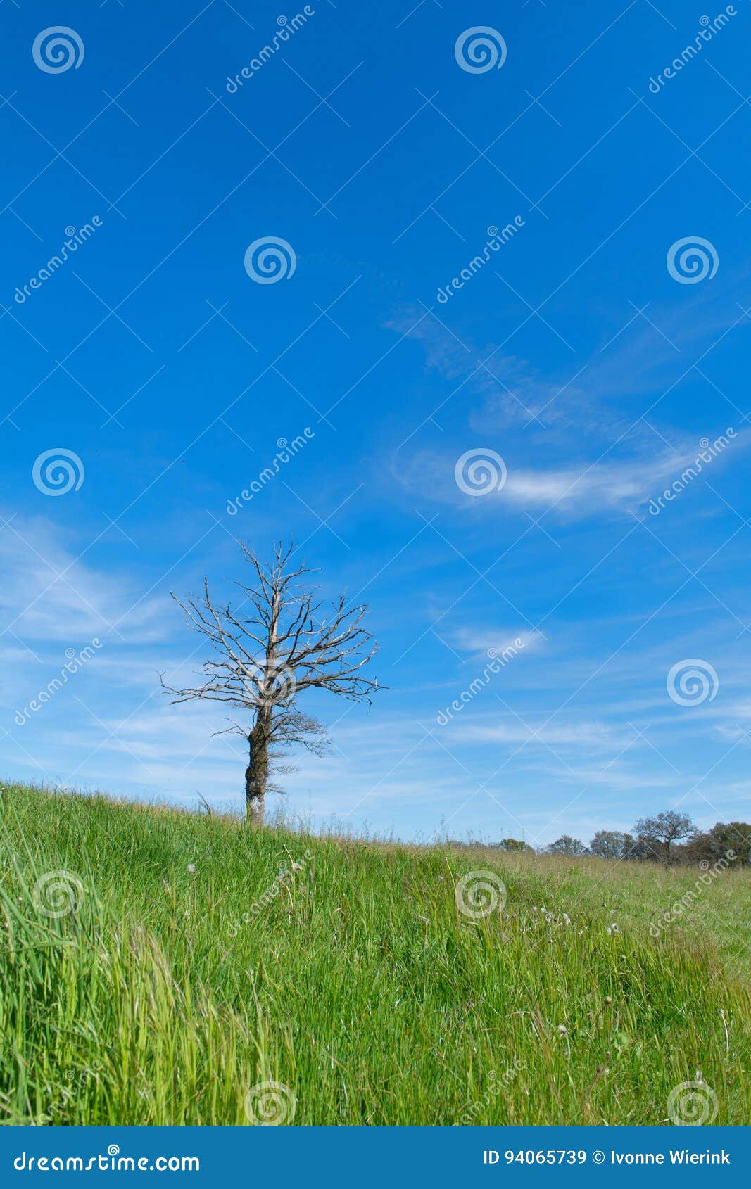 Dead tree in landscape stock image. Image of grass, nature - 94065739