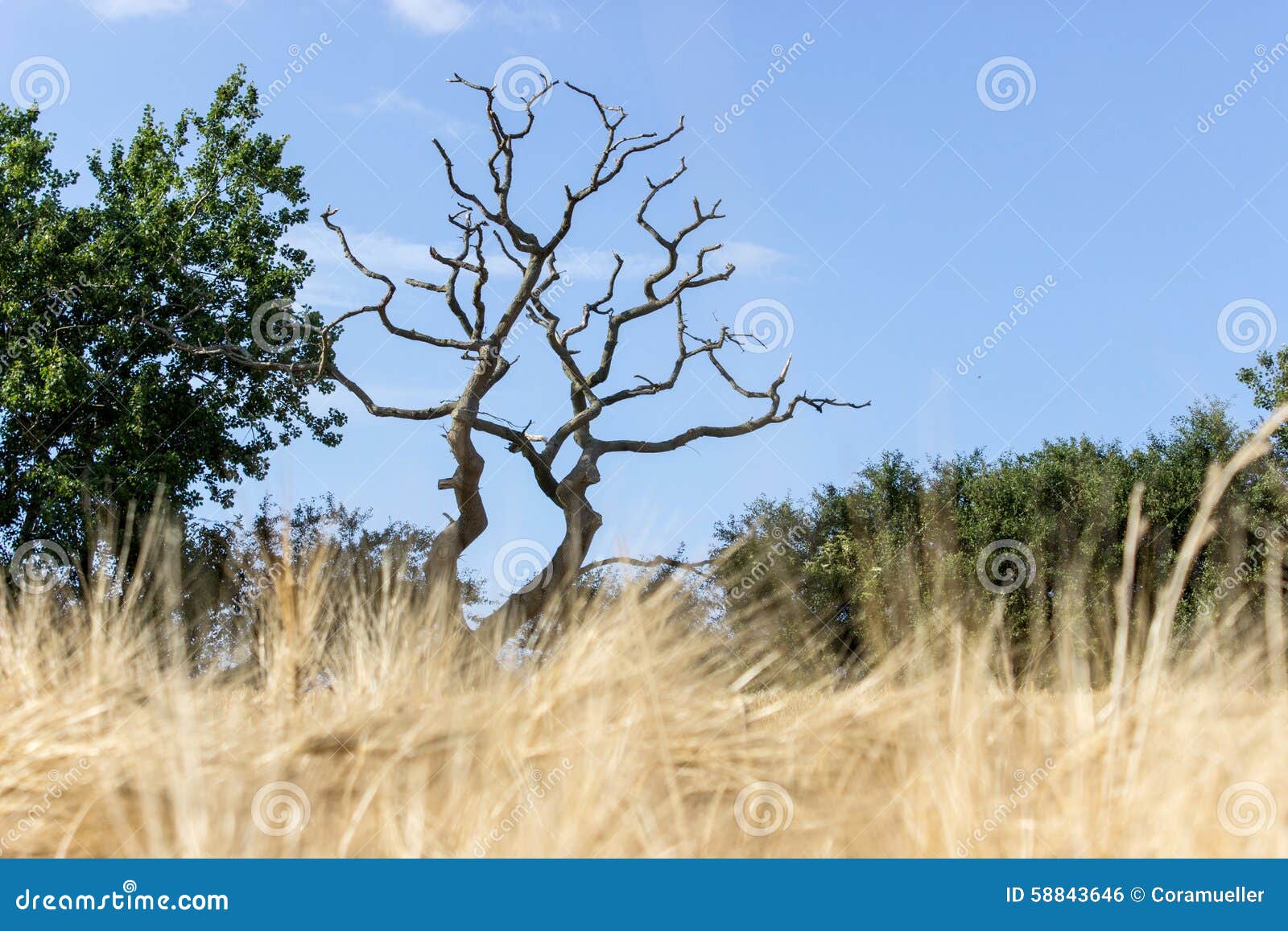 Dead tree stock photo. Image of nature, summer, landscape - 58843646