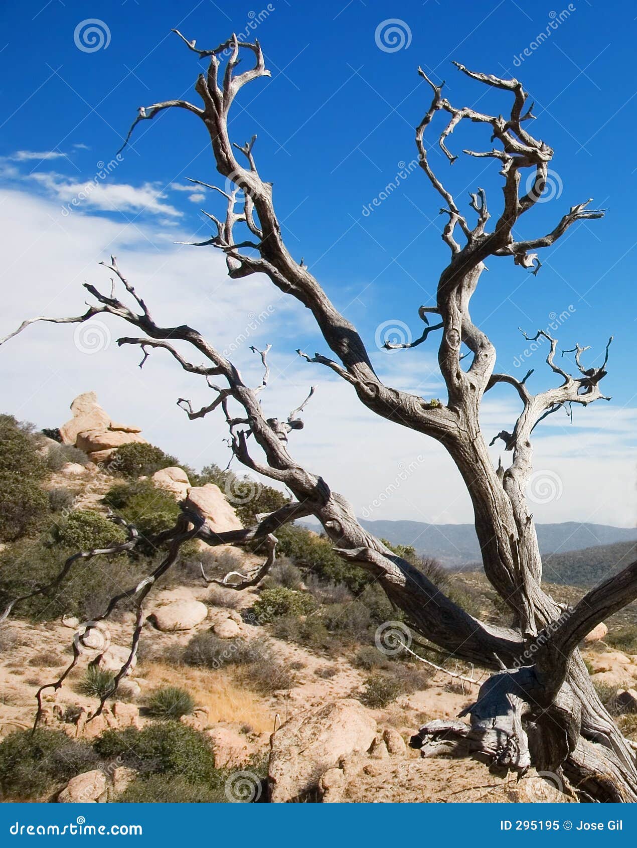 Dead Tree Landscape Horizontal Stock Image - Image of plant, tree: 295195
