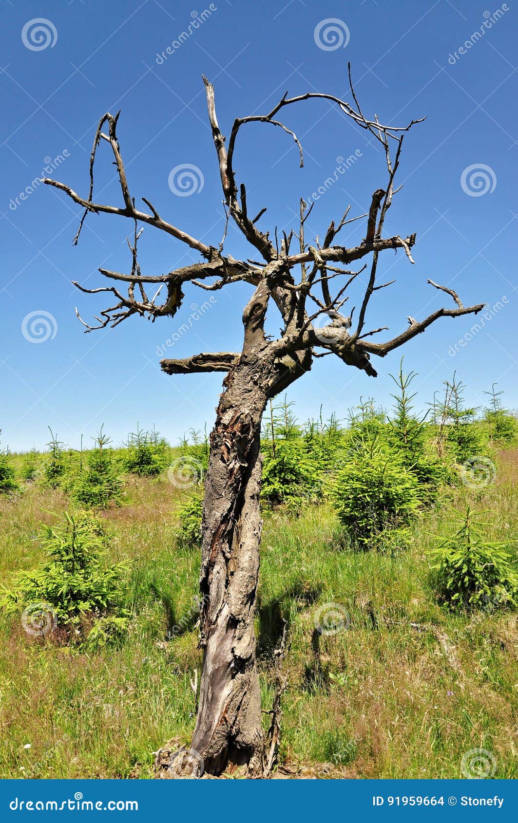 Dead tree in the landscape stock photo. Image of garden - 91959664