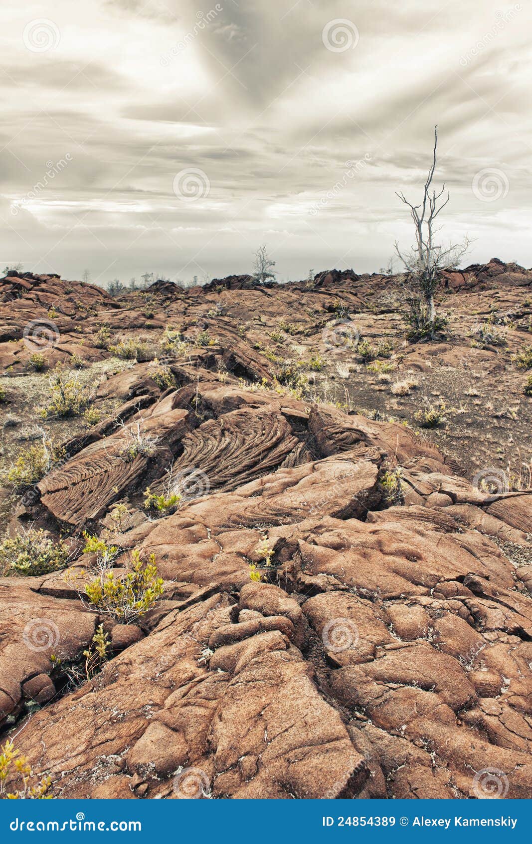 Dead tree on lava stock image. Image of geology, radial - 24854389