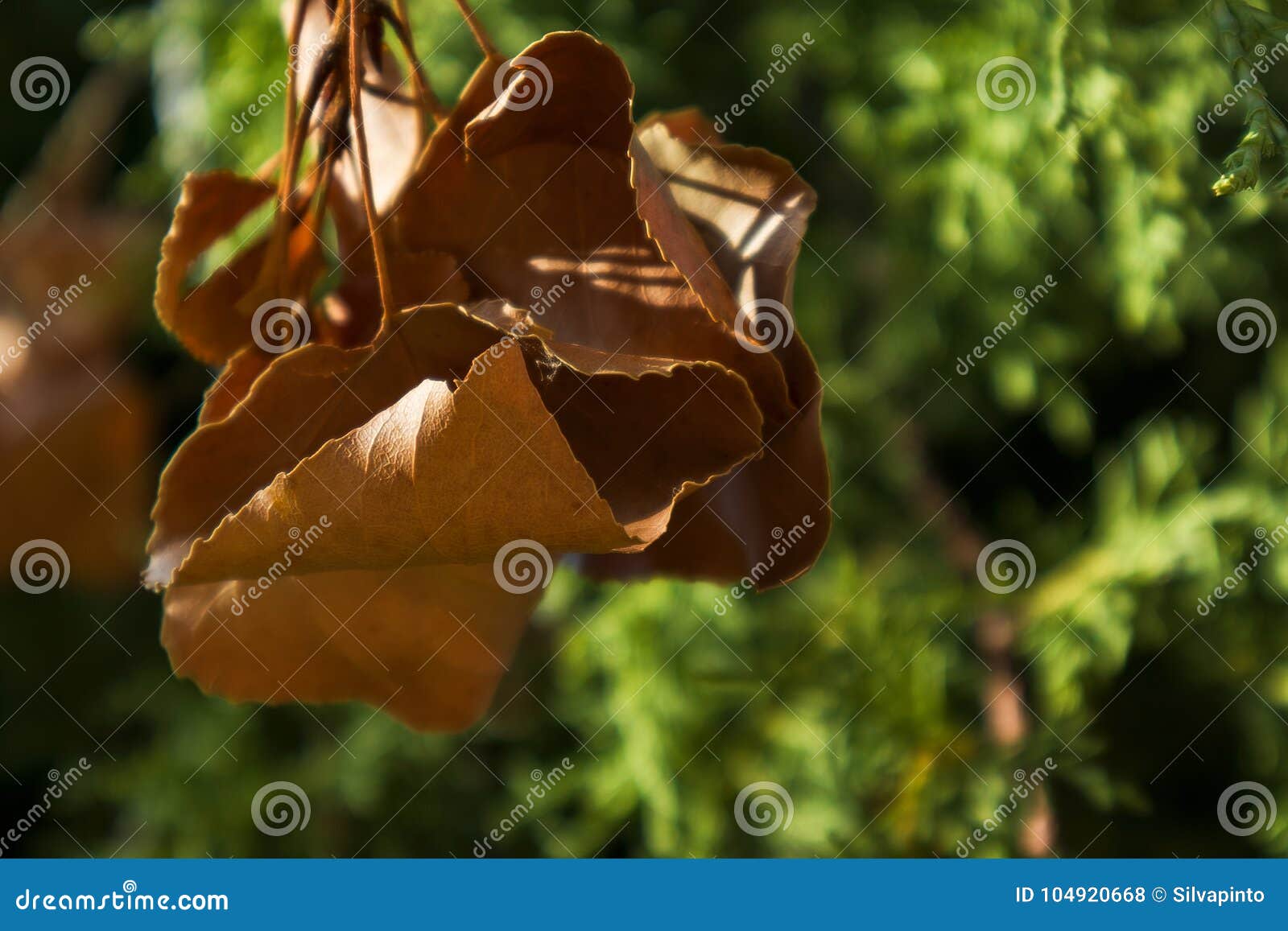 Dead Tree Leaf with Background of Green Vegetation. Stock Photo - Image ...
